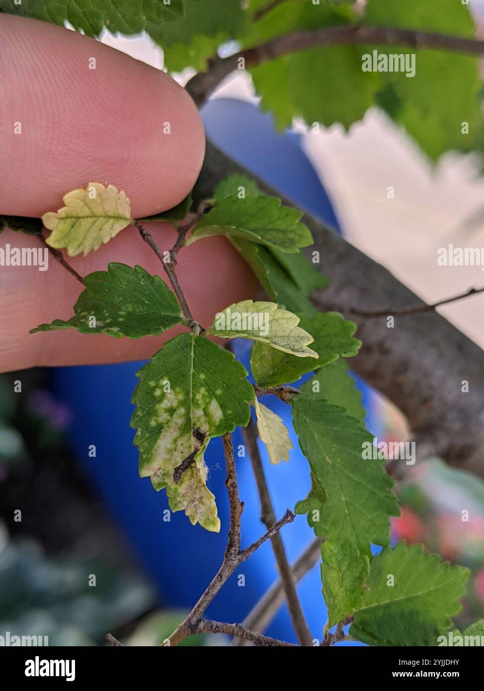 Rice Root Aphid (Tetraneura akinire Stock Photo - Alamy