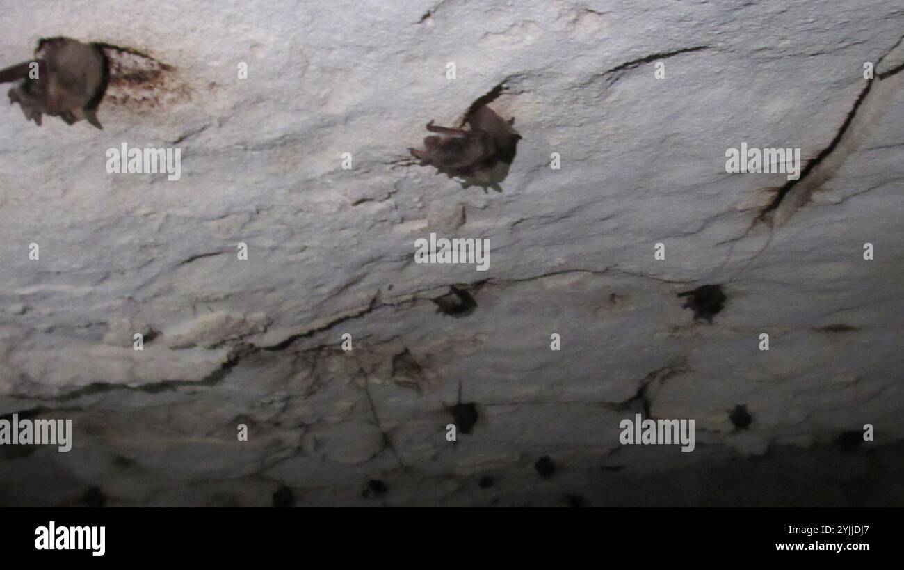 Lesser mouse-eared bat (Myotis blythii Stock Photo - Alamy