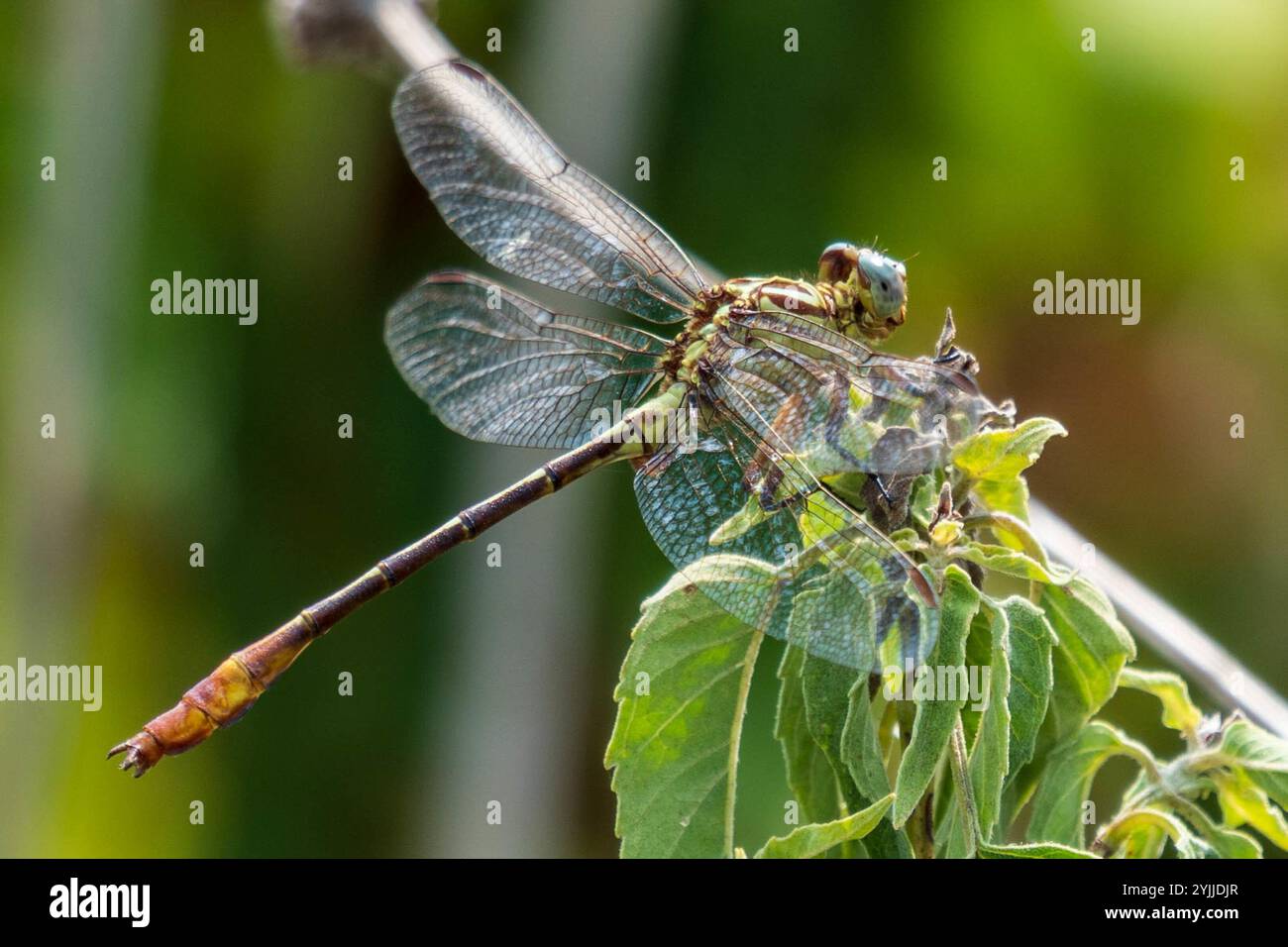 Stylurus plagiatus hi-res stock photography and images - Alamy