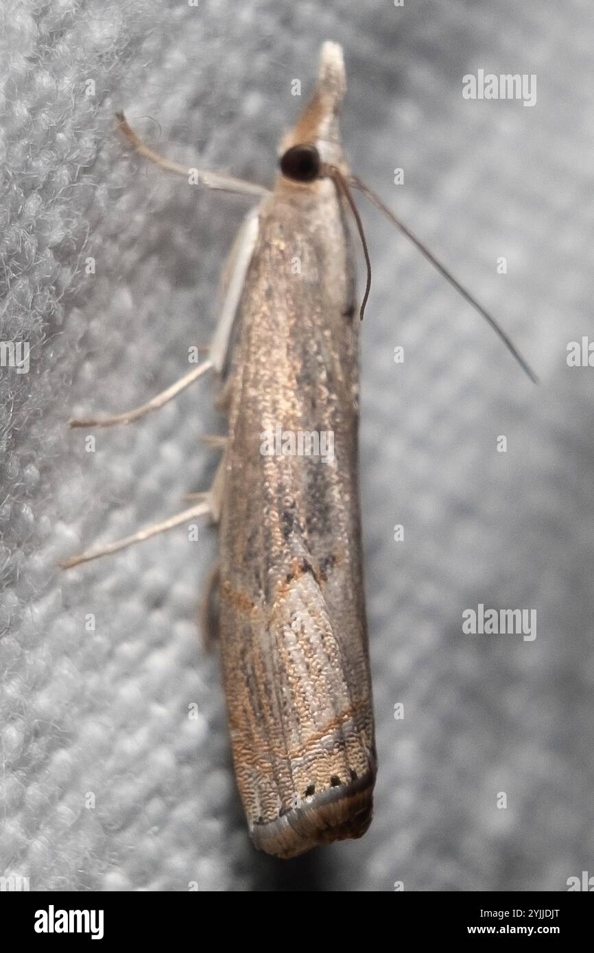 Bluegrass Webworm Moth (Parapediasia teterrellus Stock Photo - Alamy