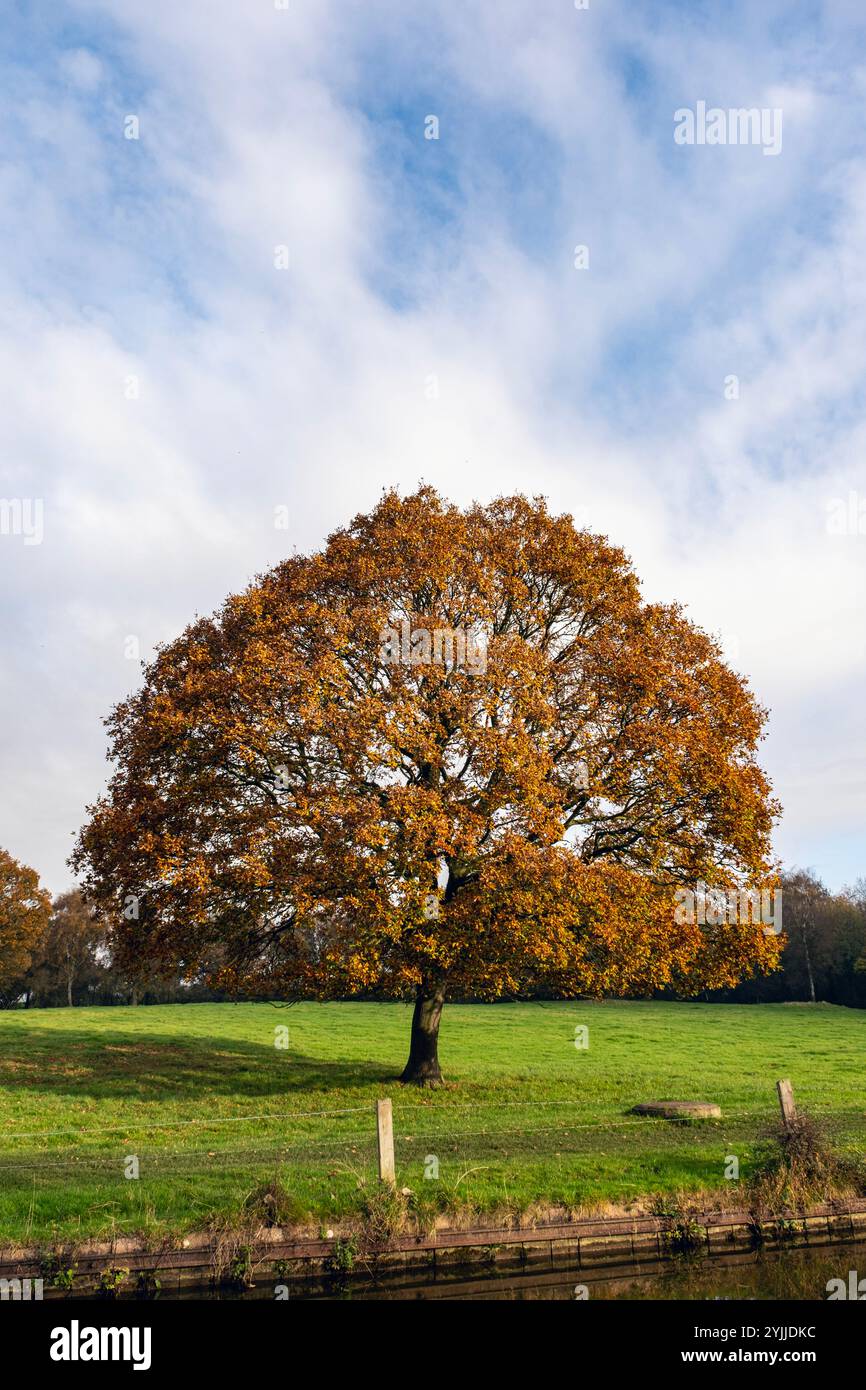 Tree in farm field Stock Photo - Alamy