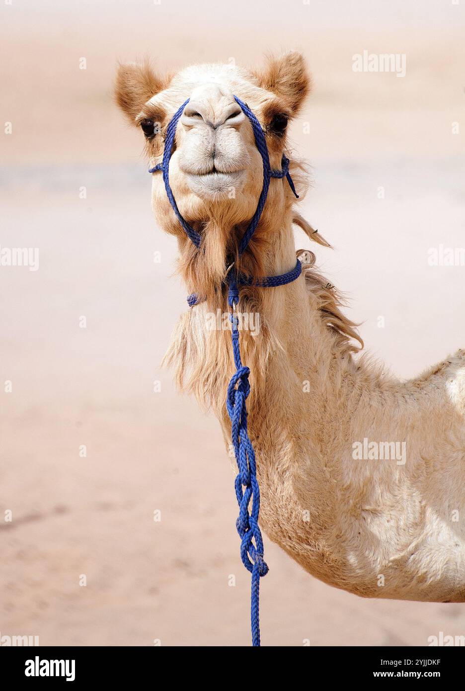 A pedigree young camel at a camel nursery on the outskirts of Dubai in ...
