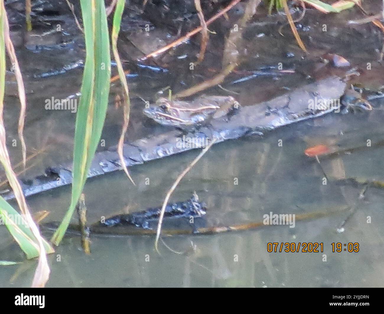 Southern Leopard Frog (Lithobates sphenocephalus Stock Photo - Alamy
