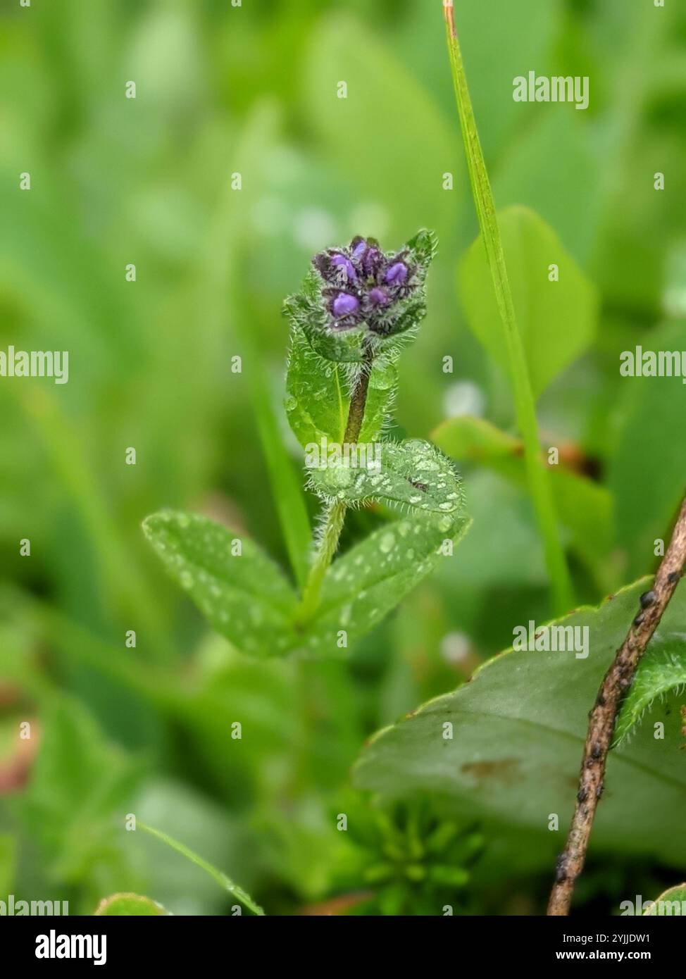 American alpine speedwell (Veronica wormskjoldii Stock Photo - Alamy