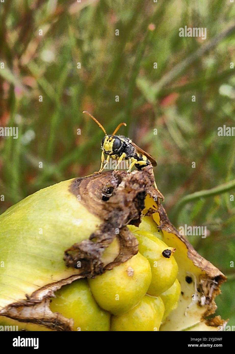 Typical Weevil Wasps and Allies (Cerceris Stock Photo - Alamy