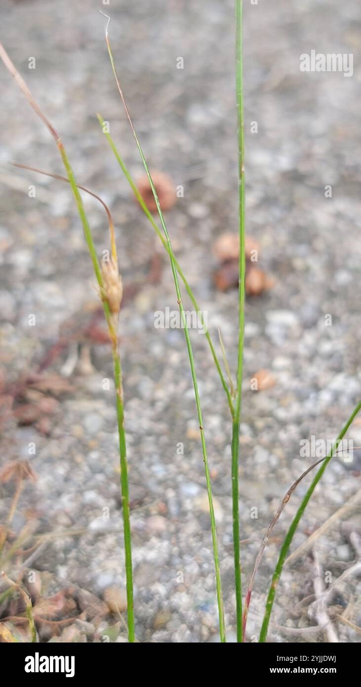 Slender Path Rush (Juncus tenuis Stock Photo - Alamy