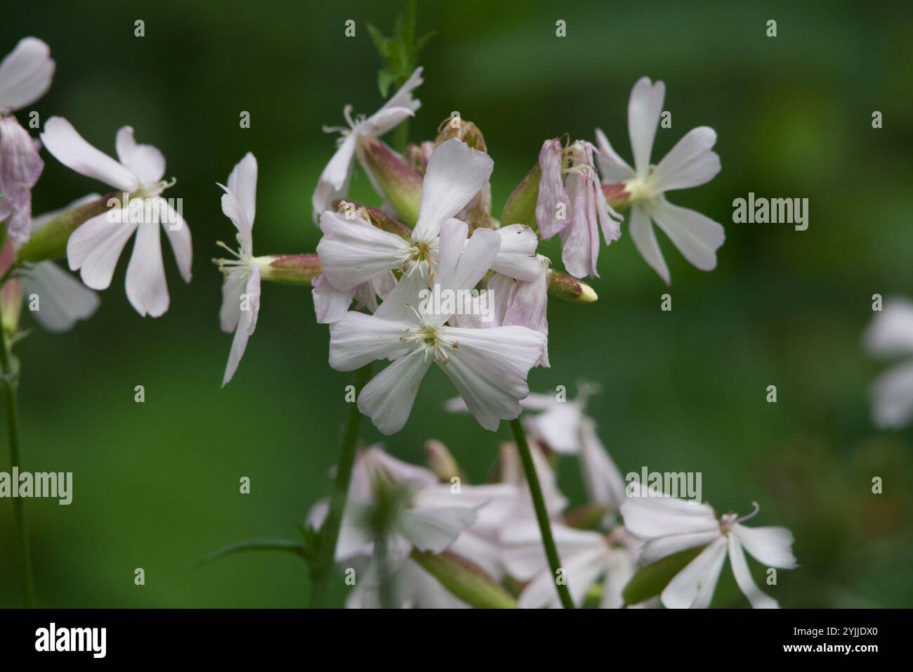 common soapwort (Saponaria officinalis Stock Photo - Alamy