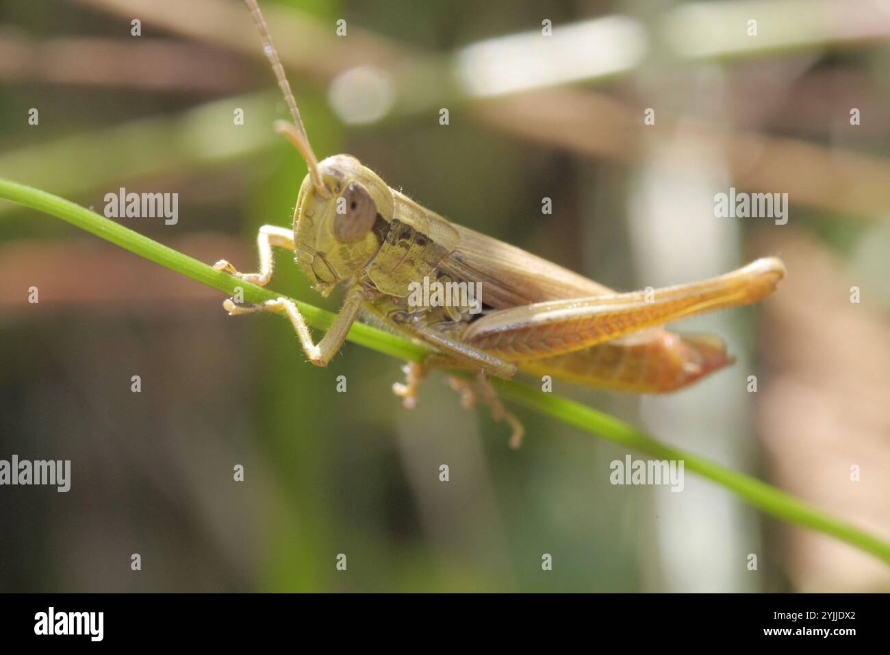 Common Straw Grasshopper (Euchorthippus declivus Stock Photo - Alamy