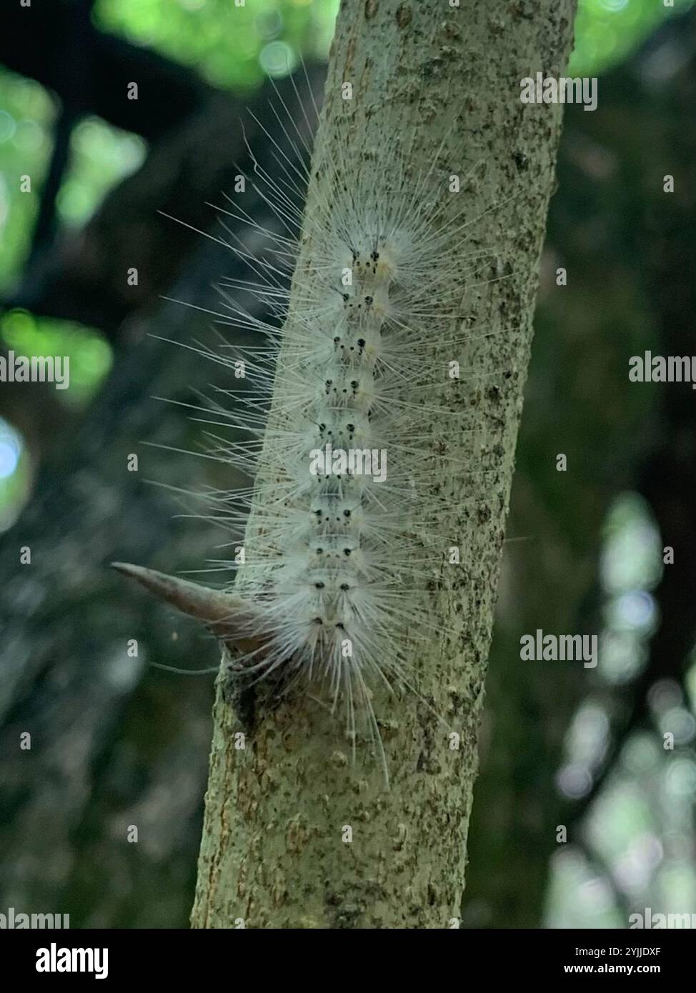 Fall Webworm Moth (Hyphantria cunea Stock Photo - Alamy