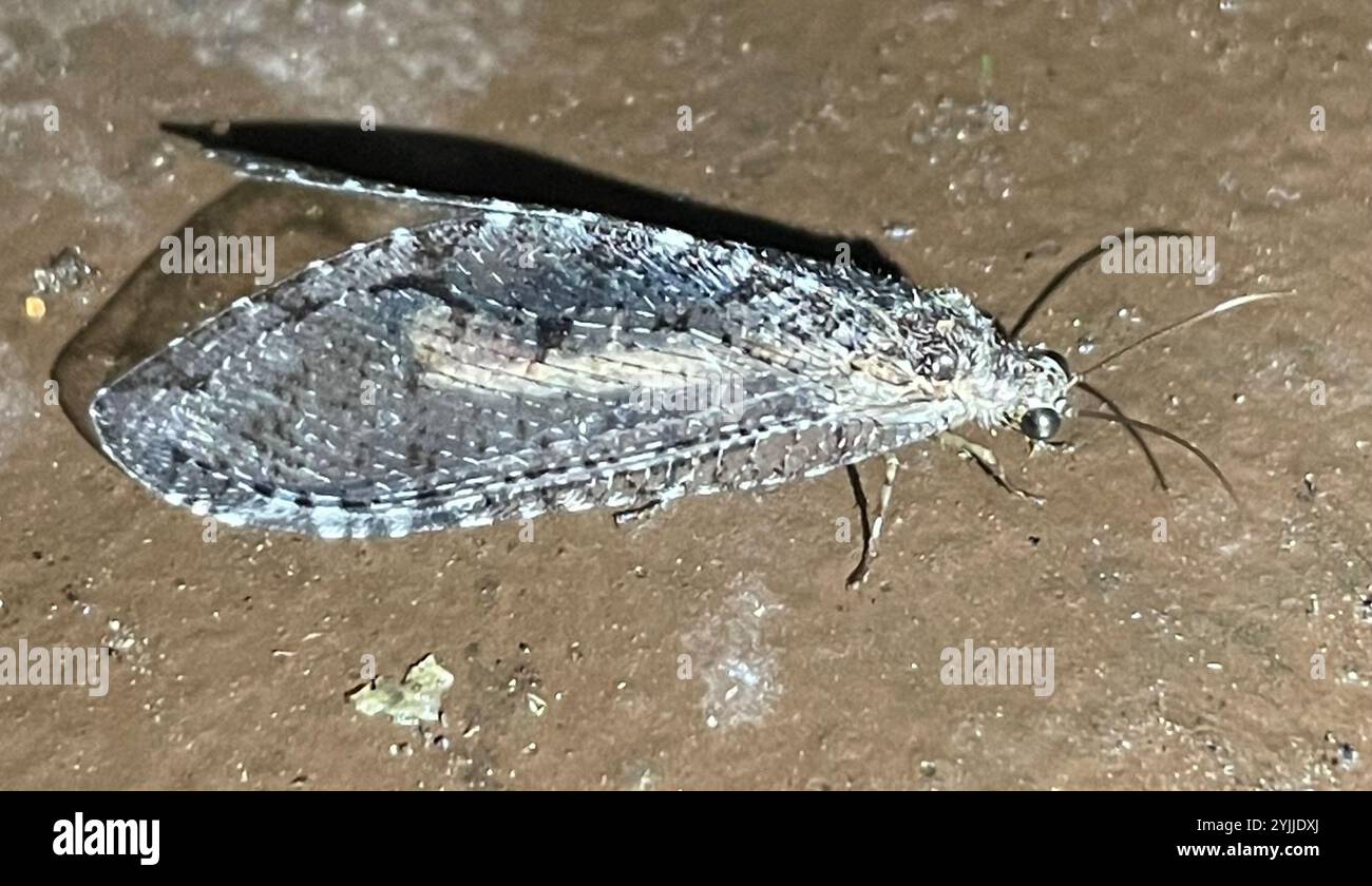 Giant Lacewing (Polystoechotes punctata Stock Photo - Alamy
