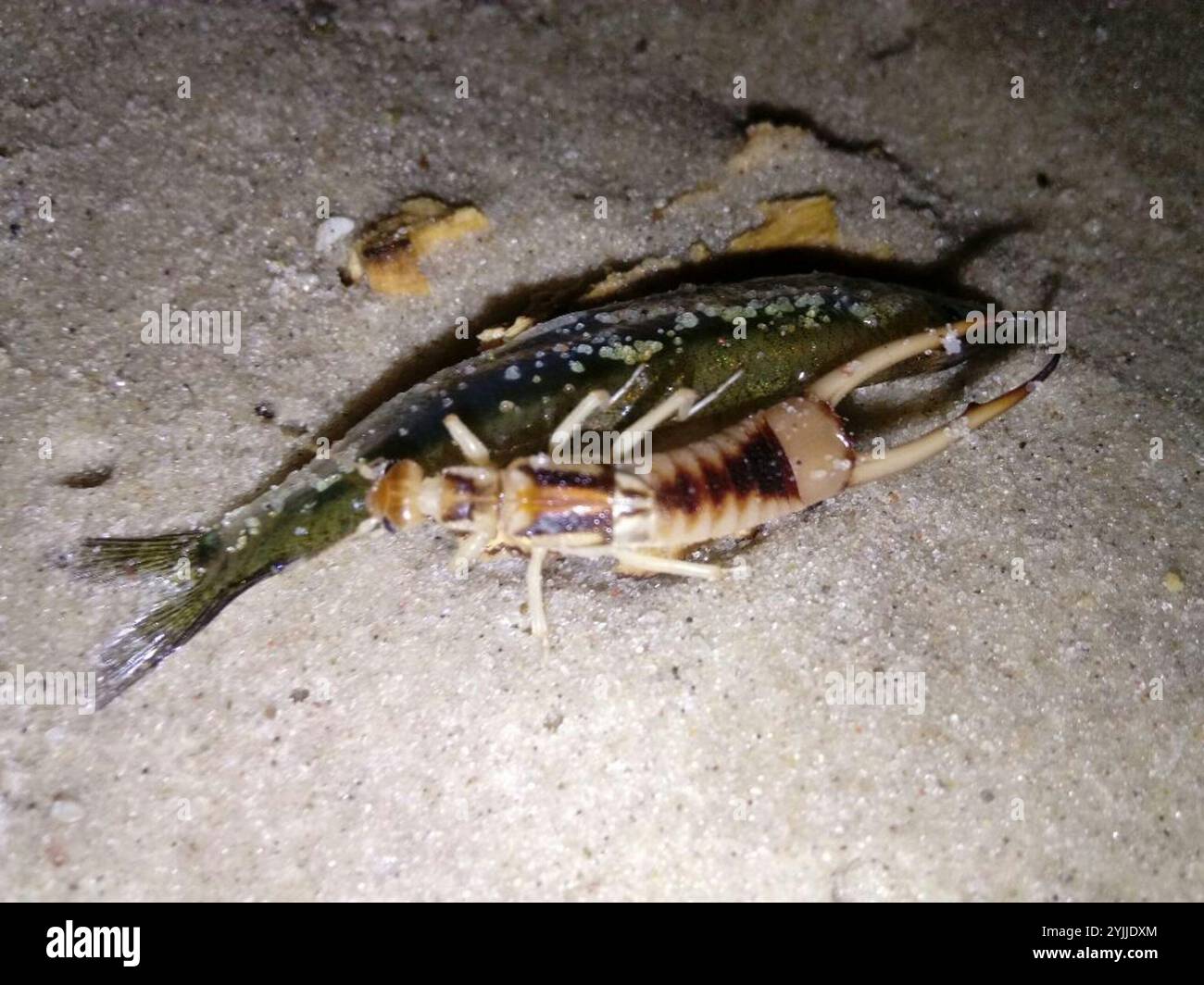 Shore Earwig (Labidura riparia Stock Photo - Alamy