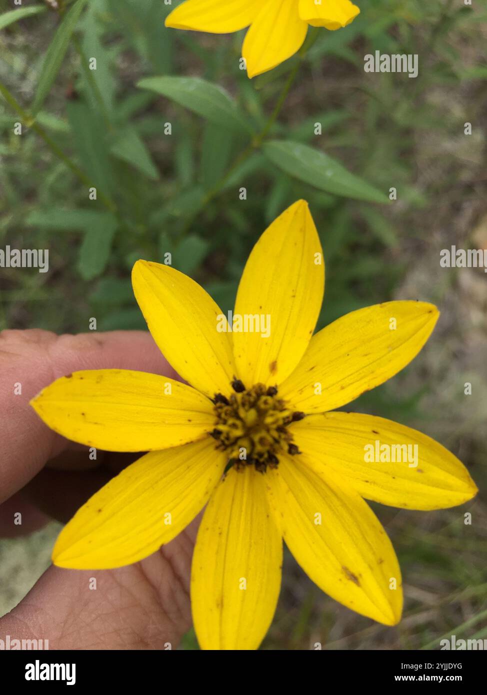 Greater Tickseed (Coreopsis major Stock Photo - Alamy