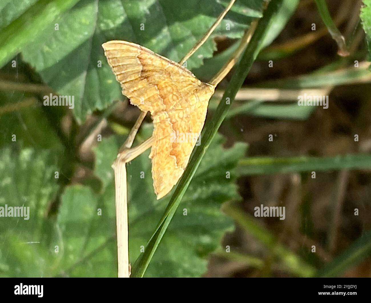 Yellow Shell Moth (Camptogramma bilineata Stock Photo - Alamy