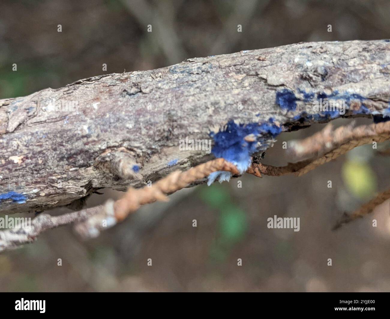 Cobalt Crust (Terana coerulea Stock Photo - Alamy