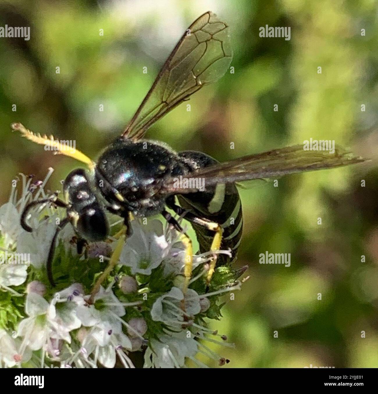 Four-banded Stink Bug Wasp (Bicyrtes quadrifasciatus Stock Photo - Alamy