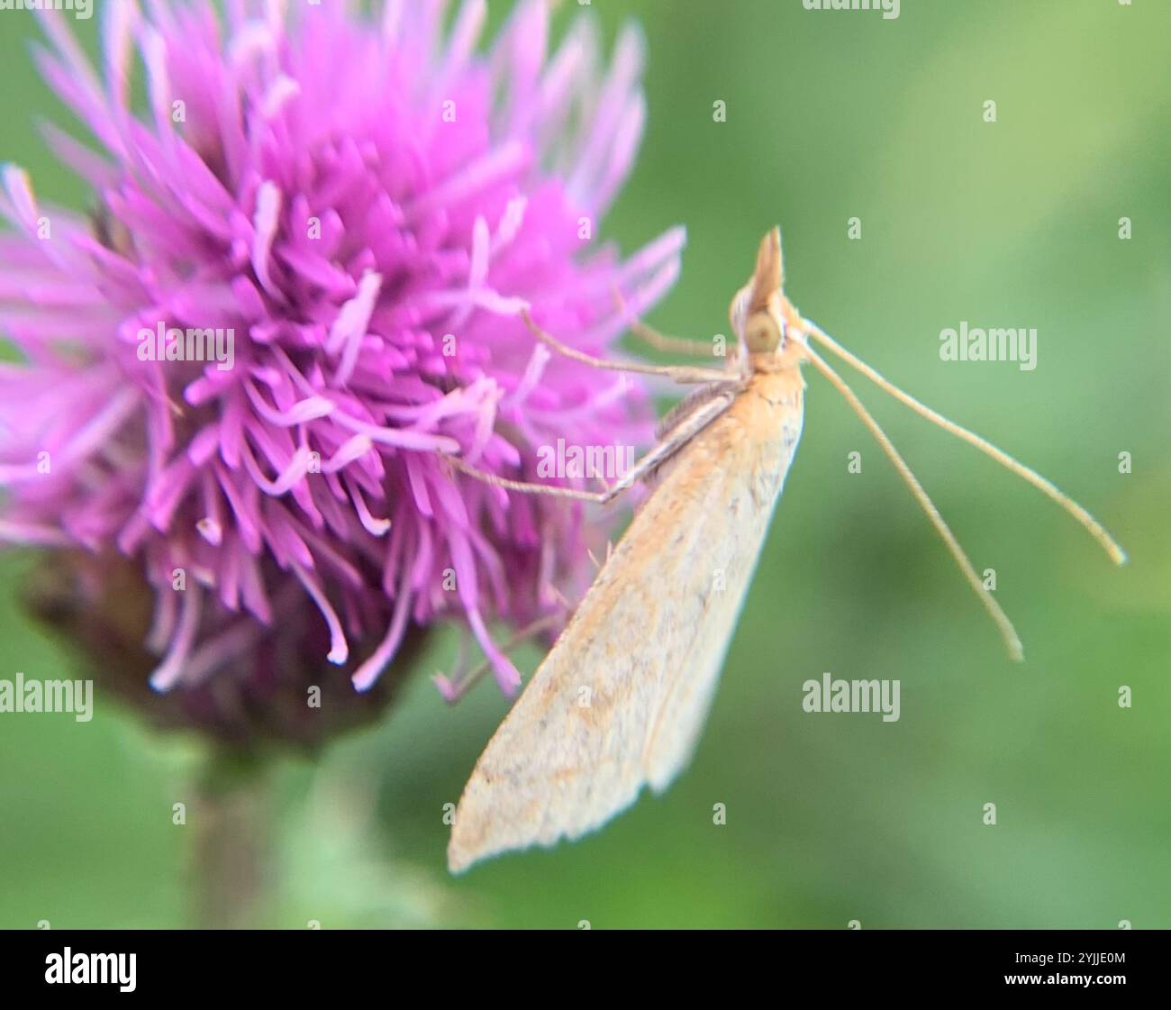 Pale Straw Pearl (Udea lutealis Stock Photo - Alamy