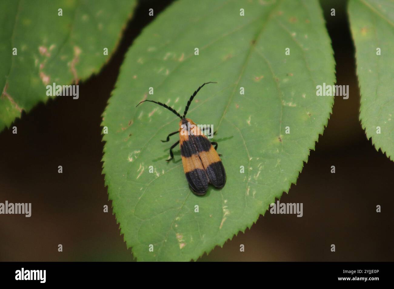 Reticulated Net-winged Beetle (Calopteron reticulatum Stock Photo - Alamy