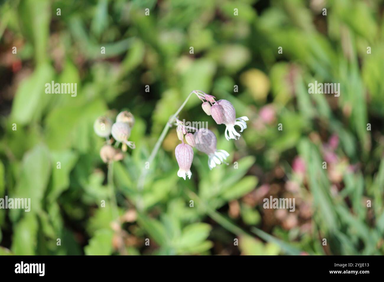 bladder campion (Silene vulgaris Stock Photo - Alamy
