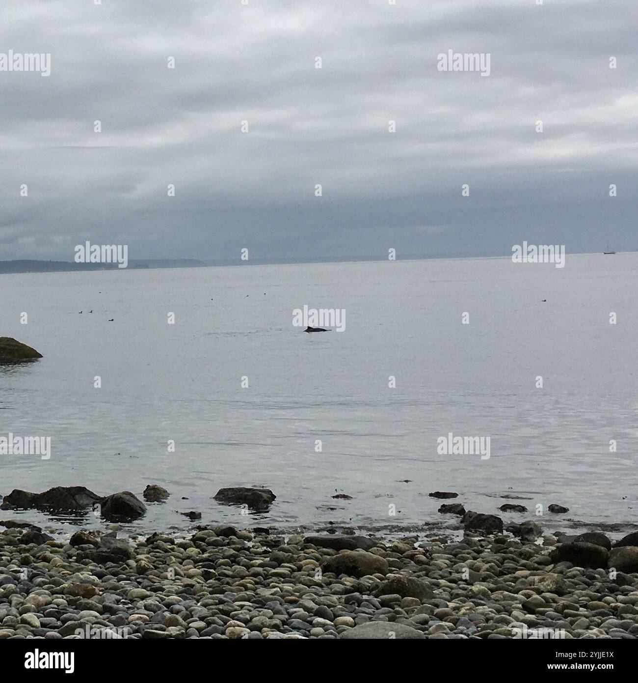 Harbour Porpoise (Phocoena phocoena Stock Photo - Alamy