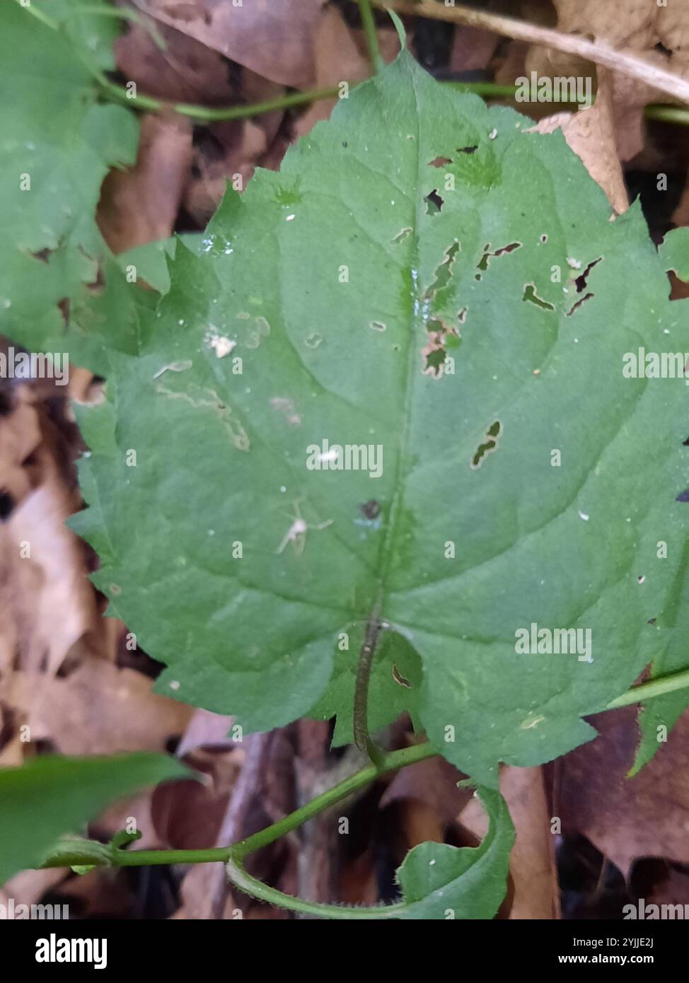 wood asters (Eurybia Stock Photo - Alamy