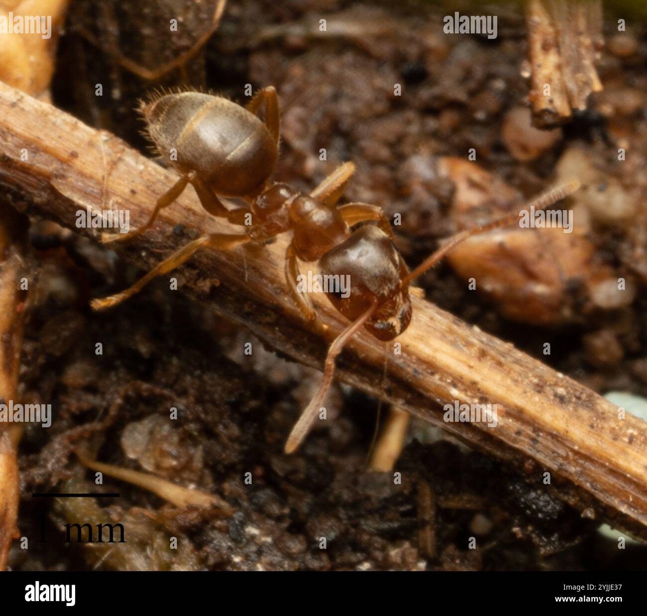 Citronella Ants, Fuzzy Ants, and Allies (Lasius Stock Photo - Alamy
