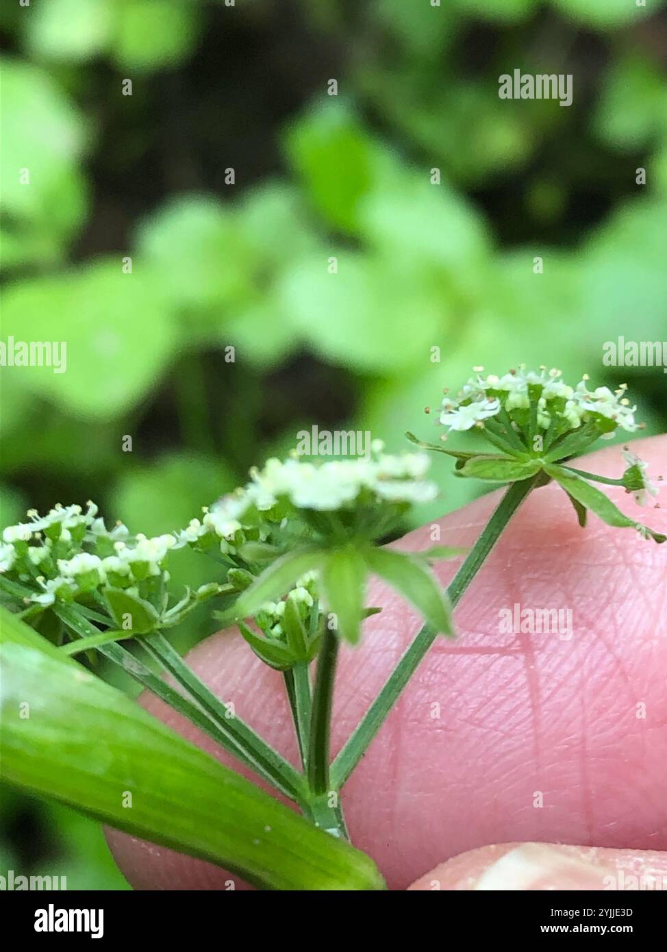 Fool's Watercress (Helosciadium nodiflorum Stock Photo - Alamy