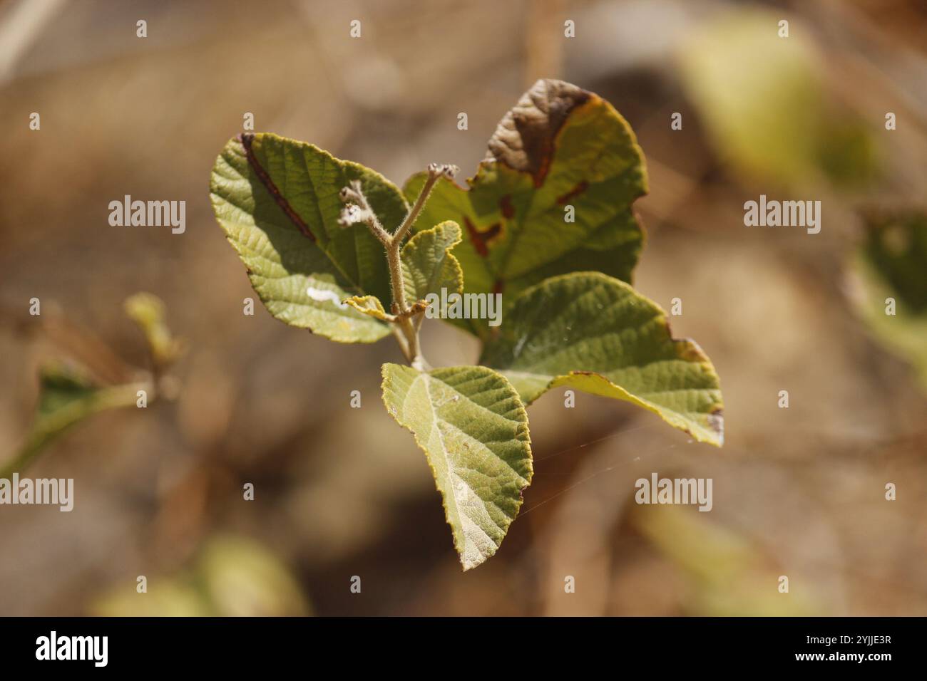 yellow geiger (Cordia lutea Stock Photo - Alamy