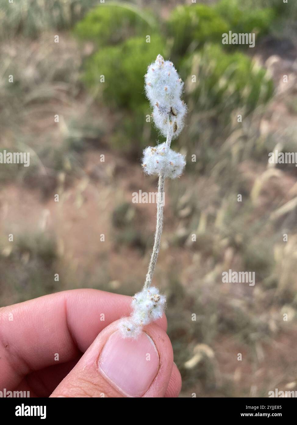 Slender Snakecotton (Froelichia gracilis Stock Photo - Alamy