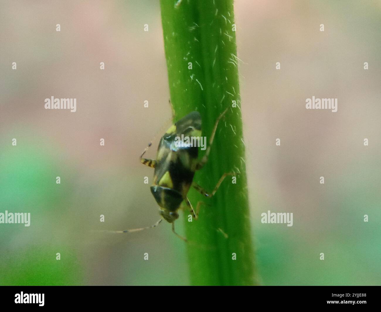 Three Spotted Nettle Bug (Liocoris tripustulatus Stock Photo - Alamy