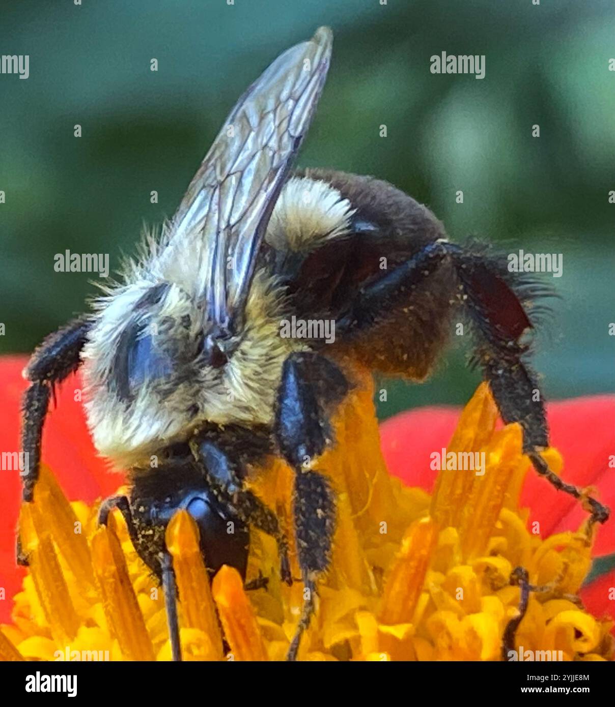 Common Eastern Bumble Bee (Bombus impatiens Stock Photo - Alamy
