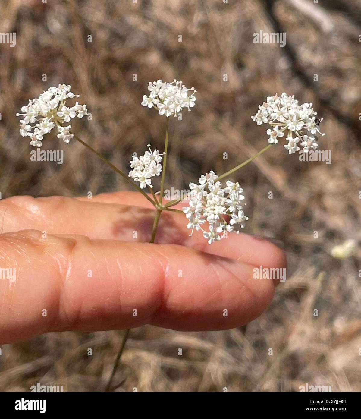 Perideridia hi-res stock photography and images - Alamy