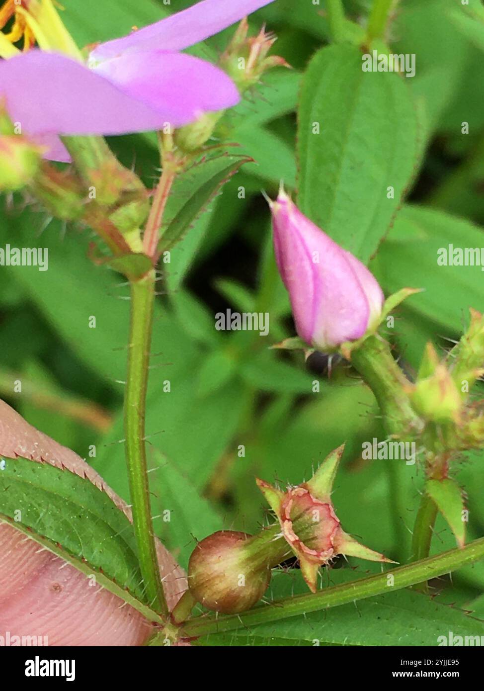 Maryland meadowbeauty (Rhexia mariana Stock Photo - Alamy