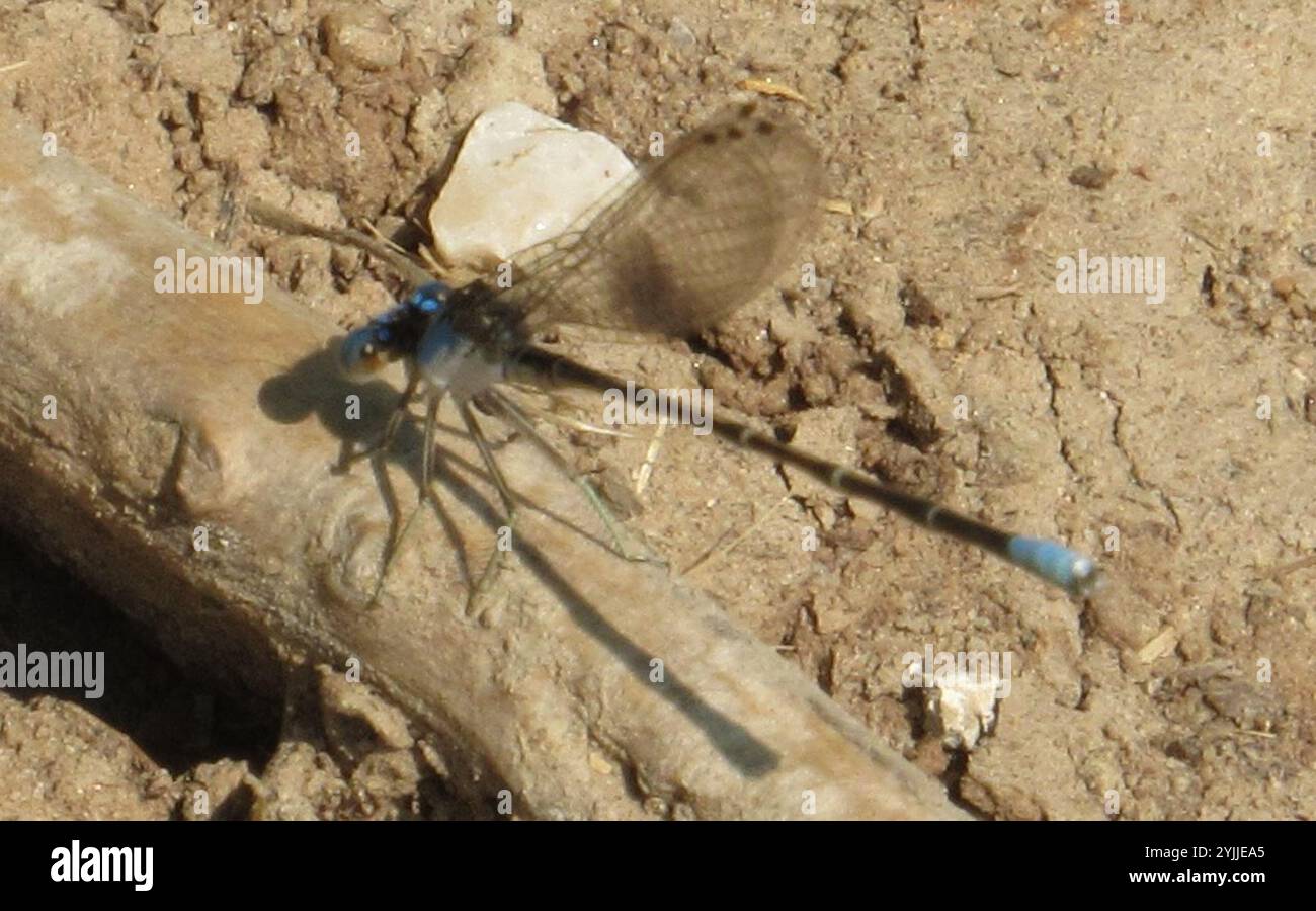 Argia apicalis hi-res stock photography and images - Alamy