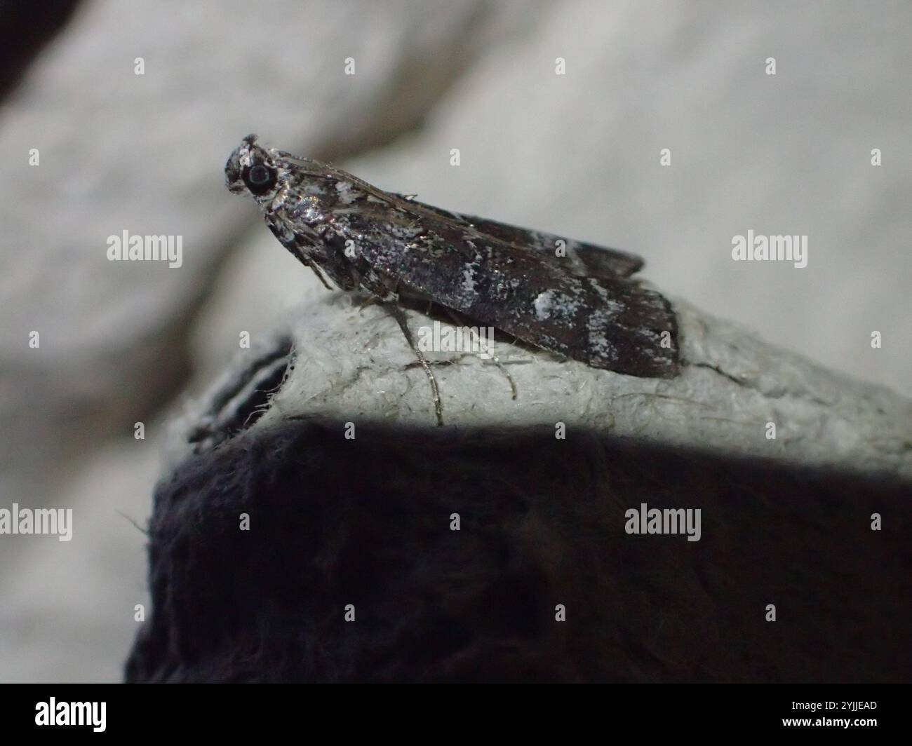 Conifer Coneworm Moths (Dioryctria Stock Photo - Alamy