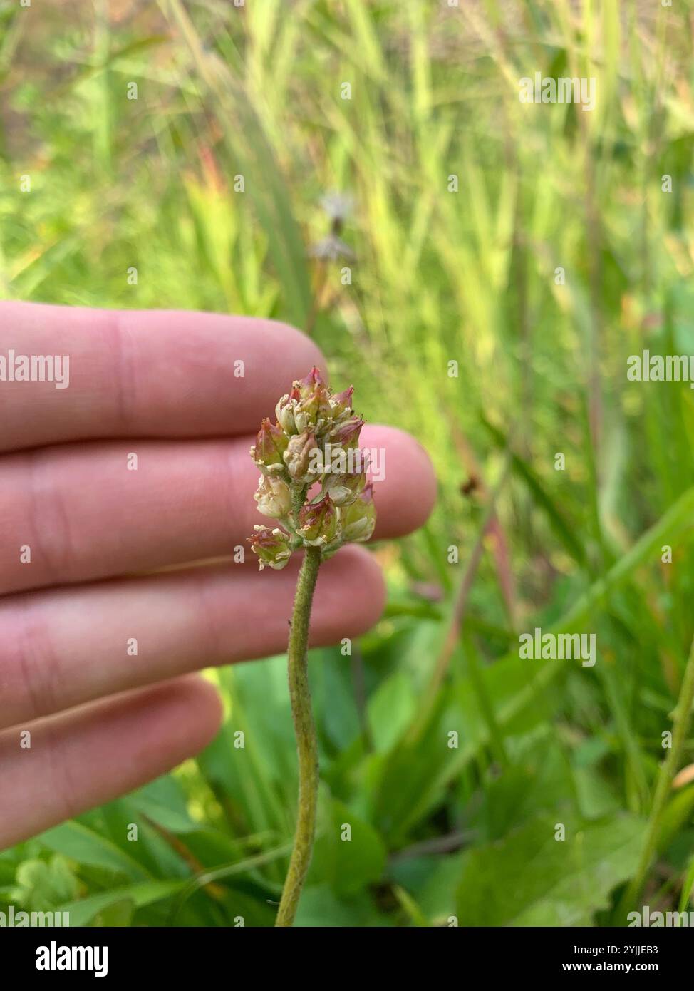 western false asphodel (Triantha occidentalis Stock Photo - Alamy