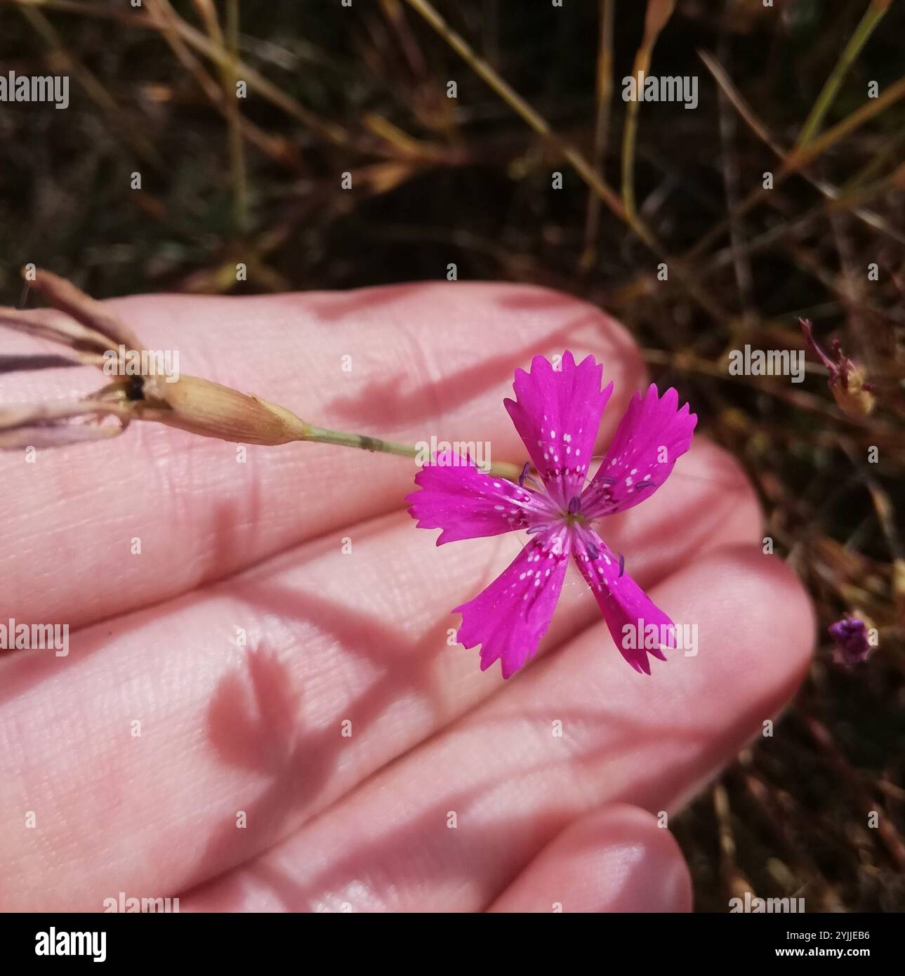Maiden Pink (Dianthus deltoides Stock Photo - Alamy