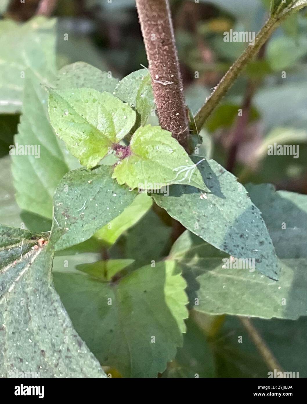 Crofton Weed (Ageratina adenophora Stock Photo - Alamy