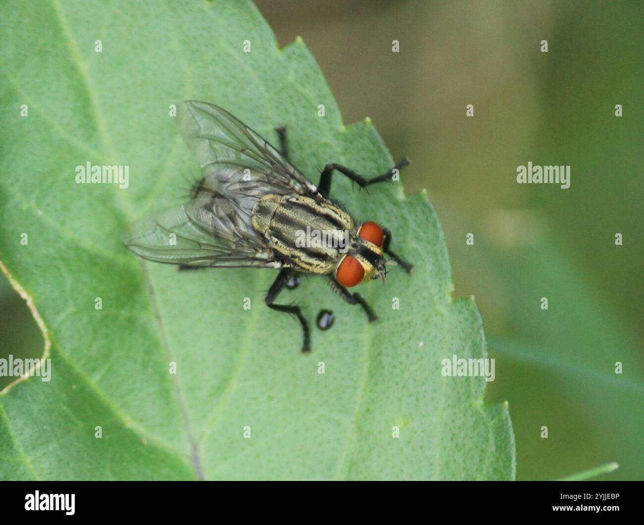 Common Flesh Flies (Sarcophaga Stock Photo - Alamy