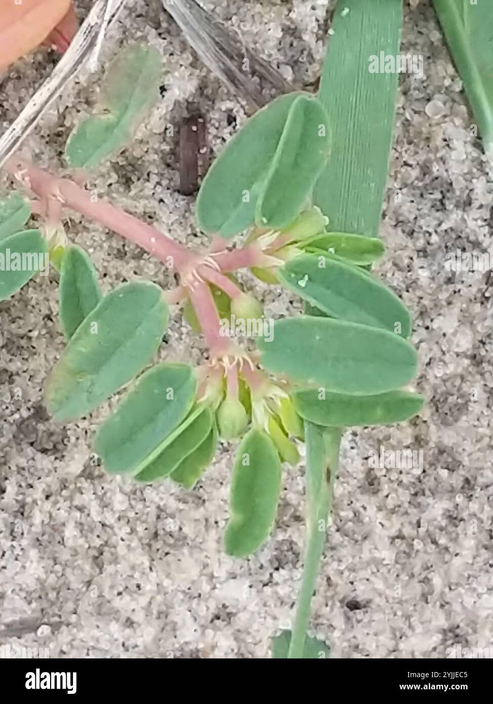 Southern Seaside Spurge (Euphorbia bombensis Stock Photo - Alamy