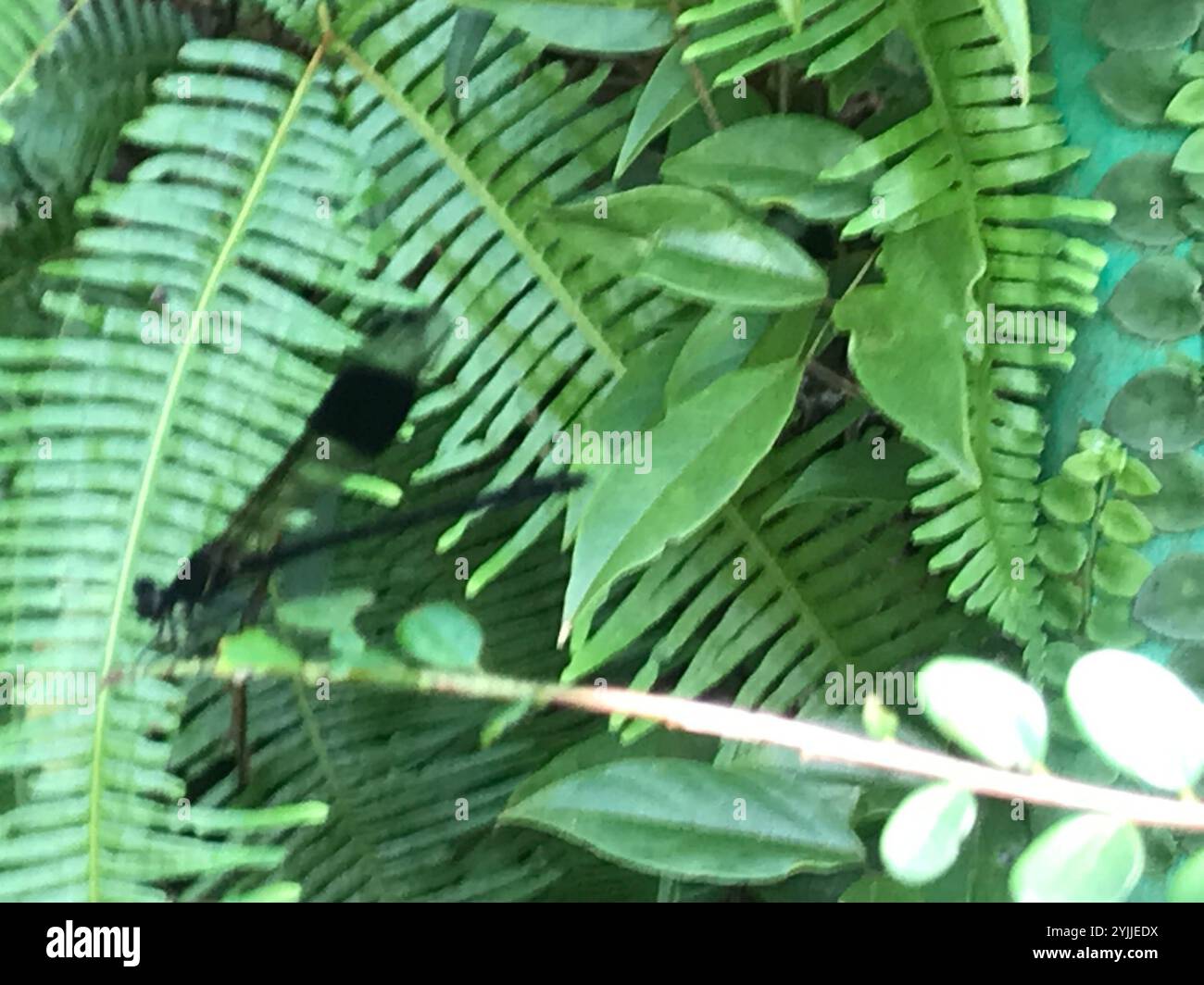 Euphaea decorata hi-res stock photography and images - Alamy