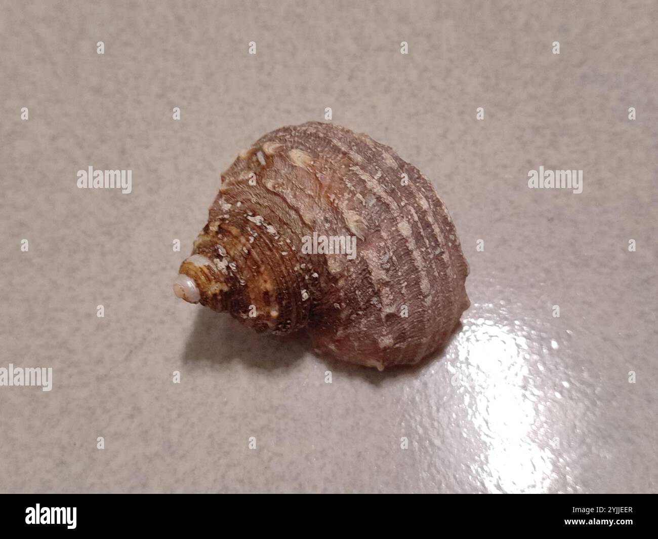 Horned Turban (Turbo cornutus Stock Photo - Alamy