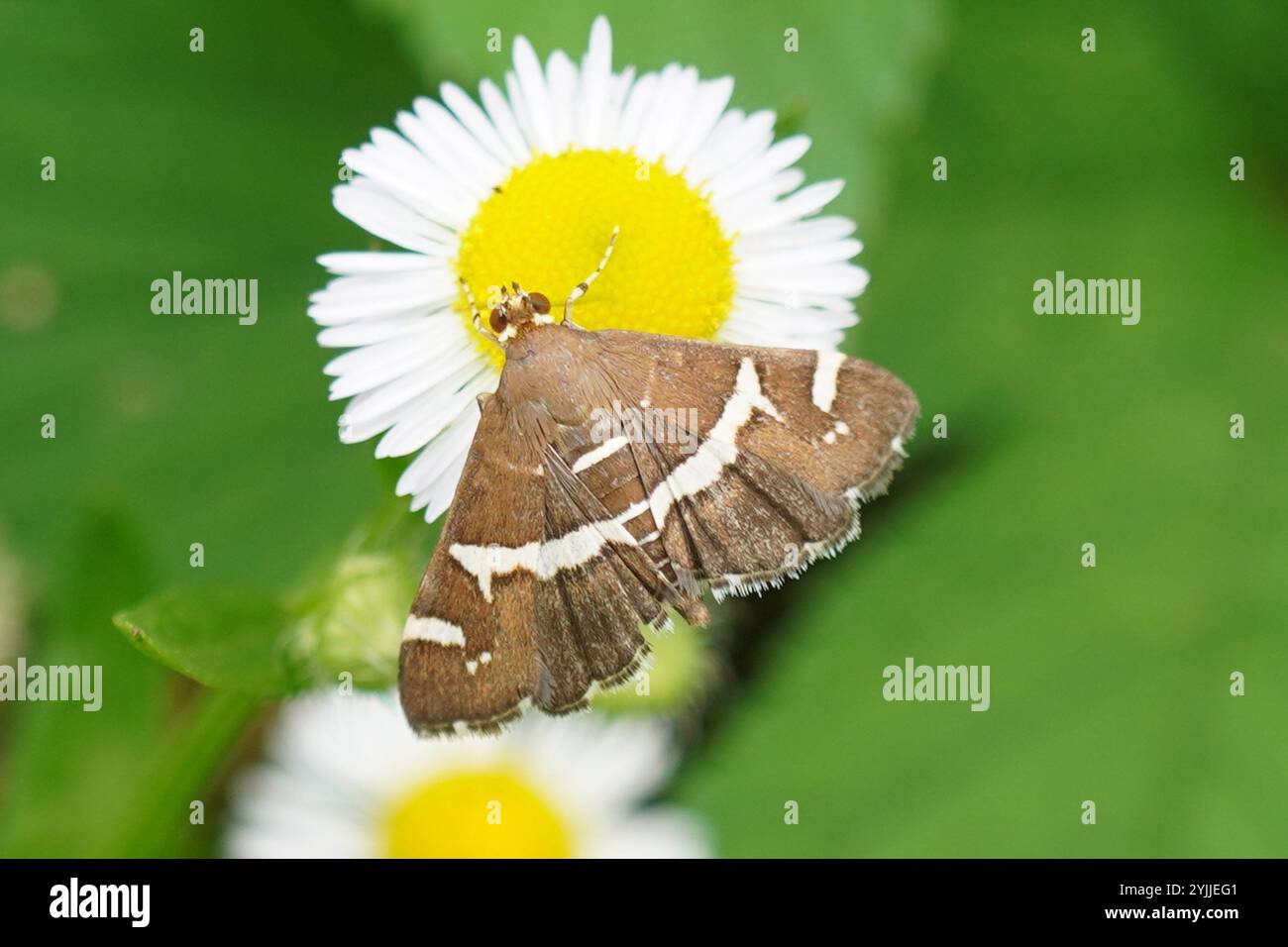 Hawaiian Beet Webworm Moth (Spoladea recurvalis Stock Photo - Alamy