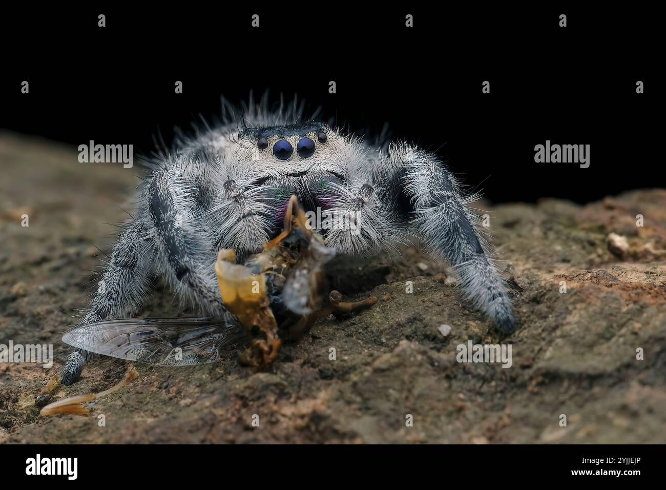 Jumping spider eating a prey Stock Photo - Alamy