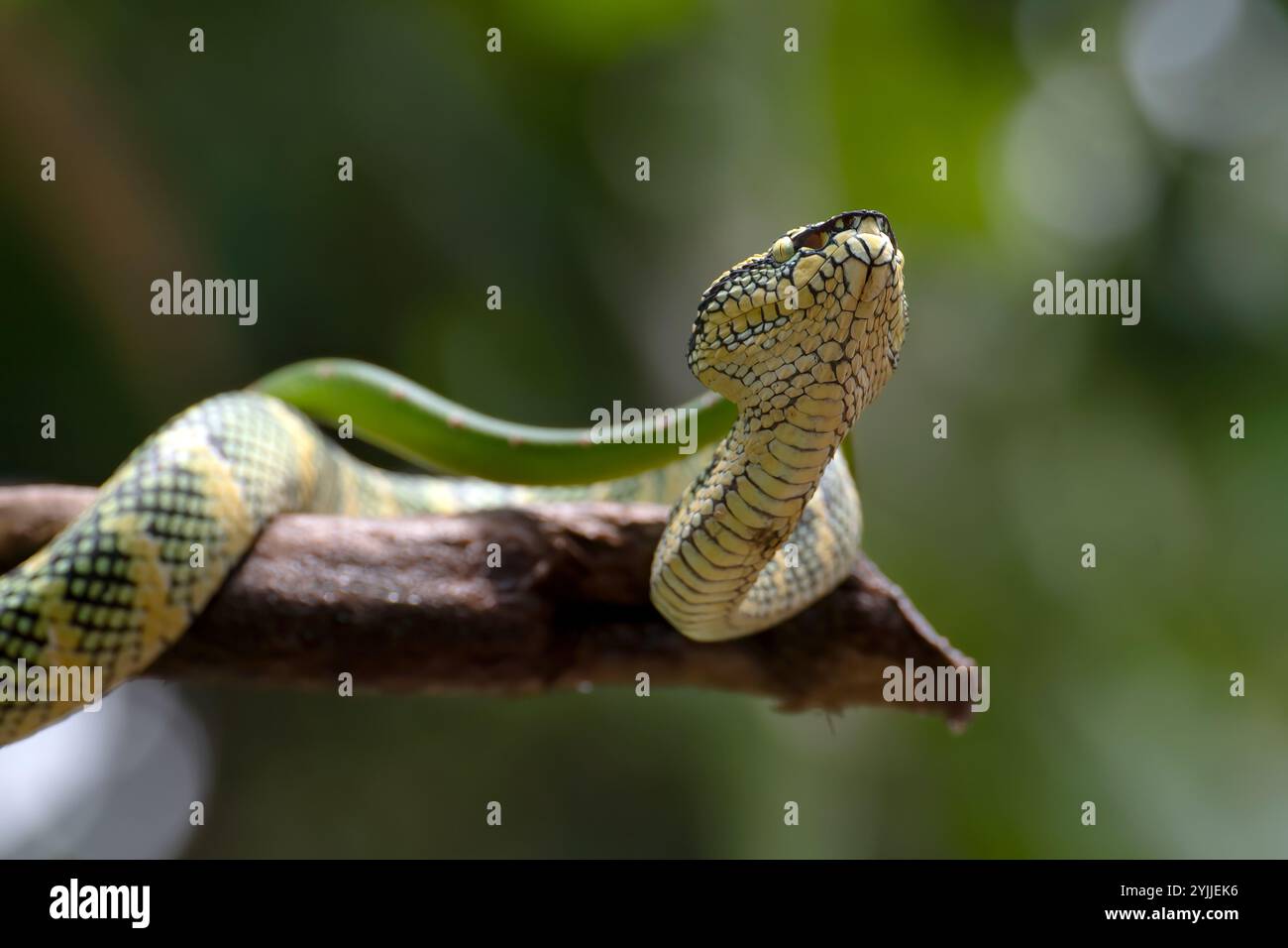 Temple pit viper in a tree branch Stock Photo - Alamy