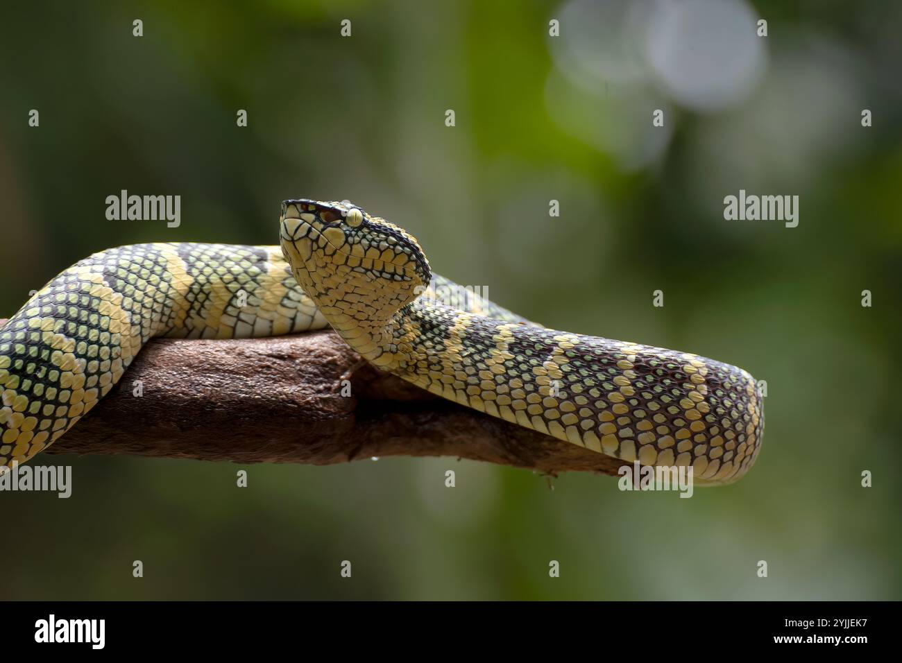 Temple pit viper in a tree branch Stock Photo - Alamy
