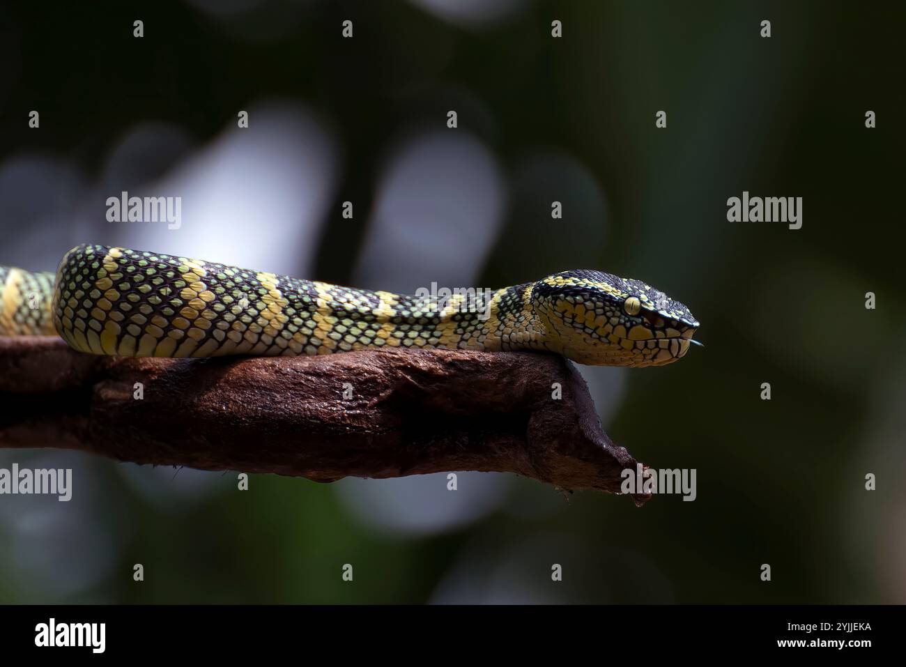 Temple pit viper in a tree branch Stock Photo - Alamy