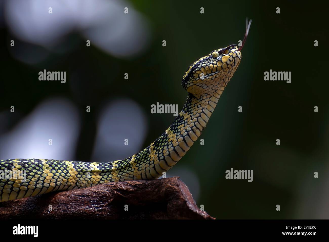 Pit viper in a tree hi-res stock photography and images - Alamy