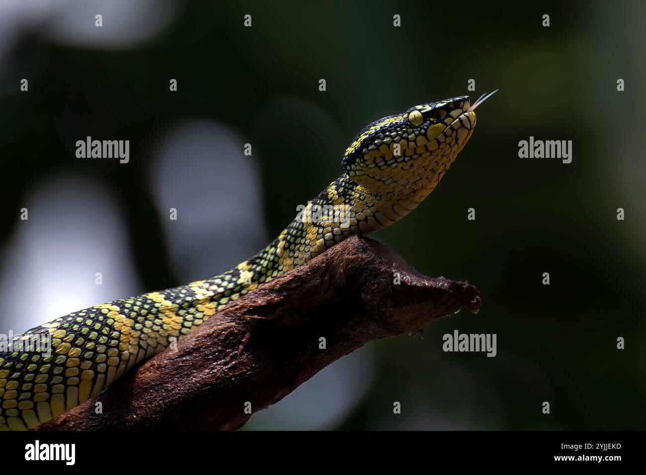 Temple pit viper in a tree branch Stock Photo - Alamy