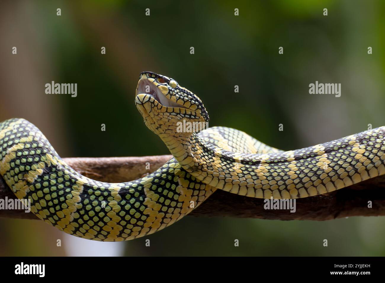 Temple pit viper in a tree branch Stock Photo - Alamy
