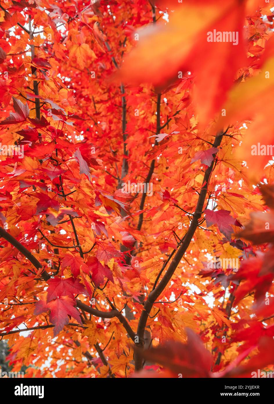 Looking up through red leaves on branches of maple tree on fall day ...
